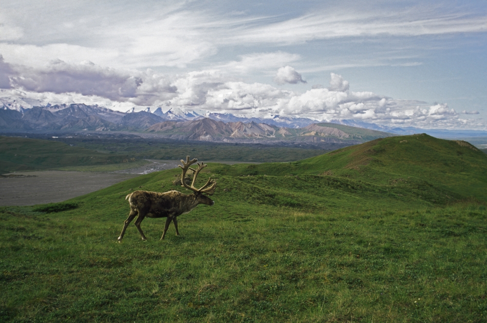 Caribou Bull In Alpine Meadow Alaska USA Poster Print, 3